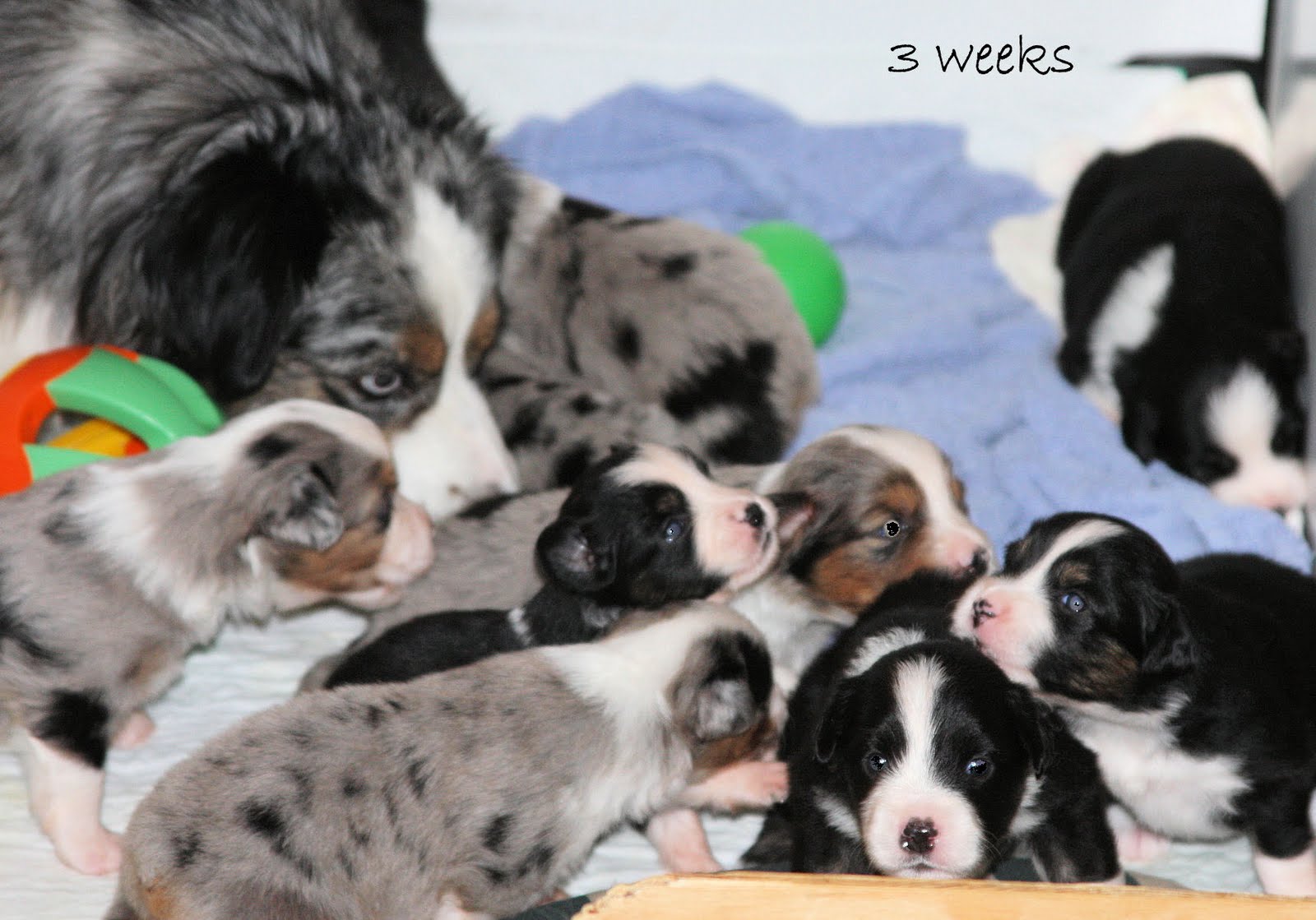 Southern Star Mini Aussies & Miniature American Shepherds: Color ...