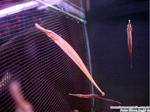 Sabor de Tabaco: Peixe Cachimbo (Microphis brachyurus)