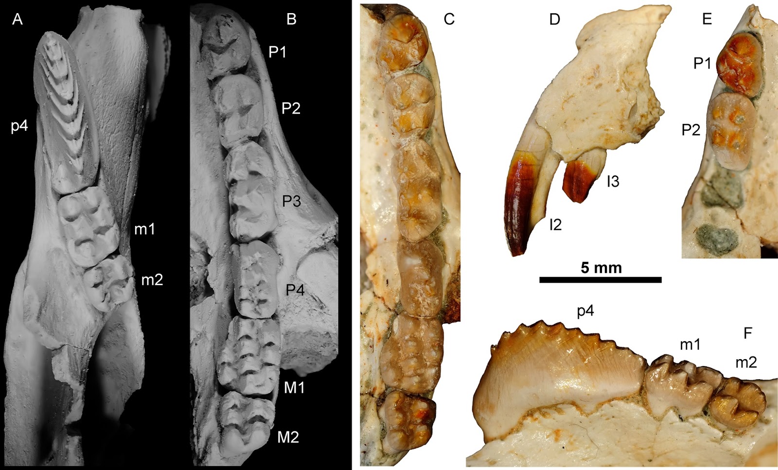 Sciency Thoughts: Barbatodon transylvanicus: A red-toothed ...