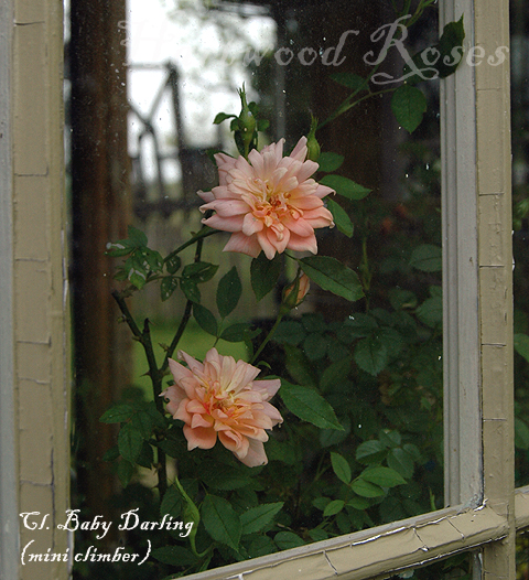 Hartwood Roses: The First Roses of the Year!