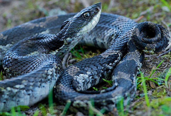 Red and the Peanut: An Eastern Hognose Snake with all his antics...