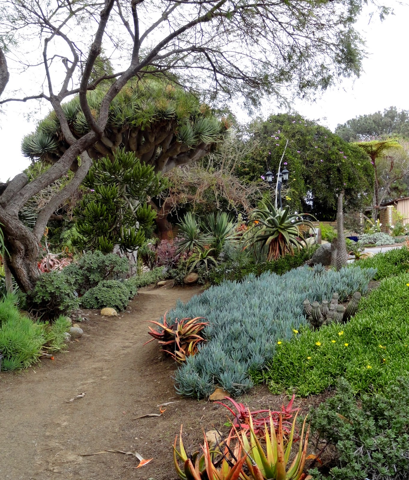 danger garden: San Diego Botanic Garden, Part 2