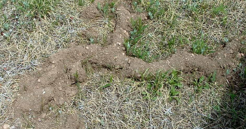 Pocket Gopher Poop
