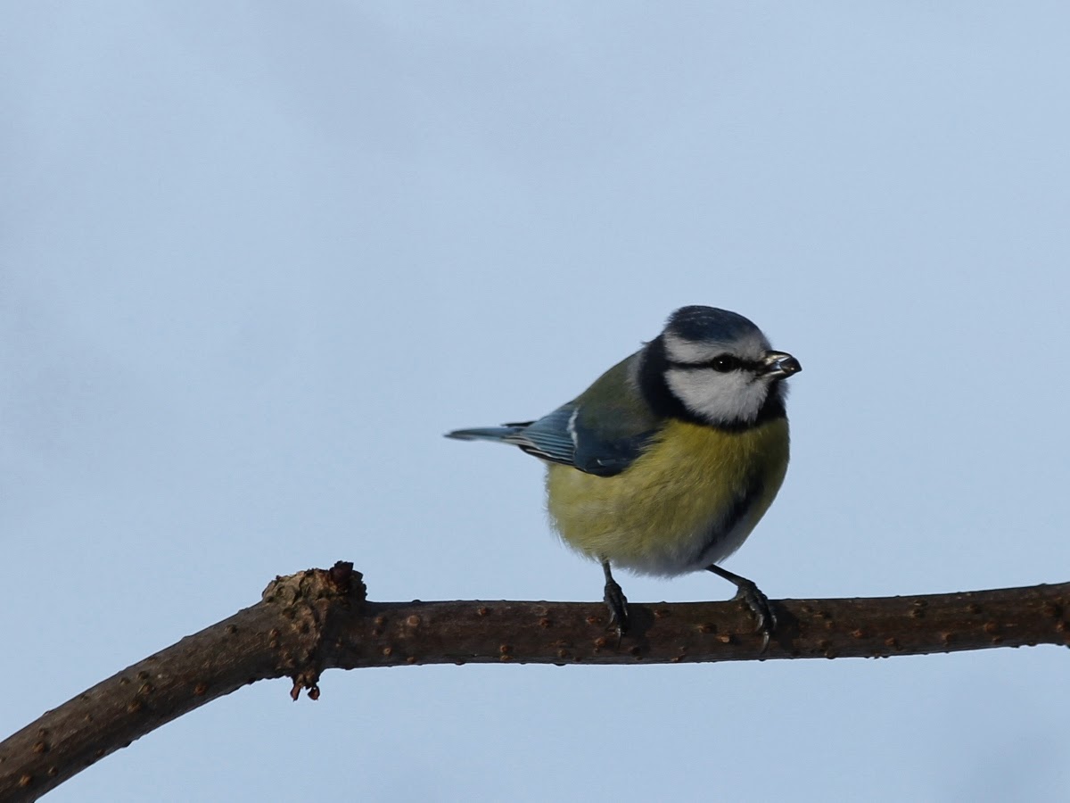 Przyrodnicze obserwacje : Karmnik dla ptaków - otwarcie sezonu 2013/ ...