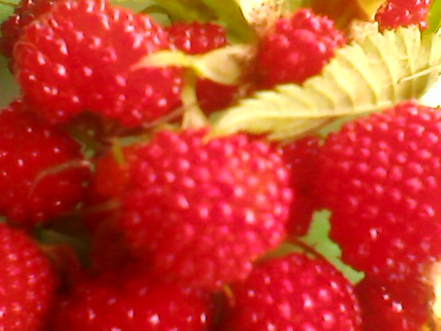 Windarto Suwedi: Buah Arben/Garden Strawberry (Fragaria X Ananassa)