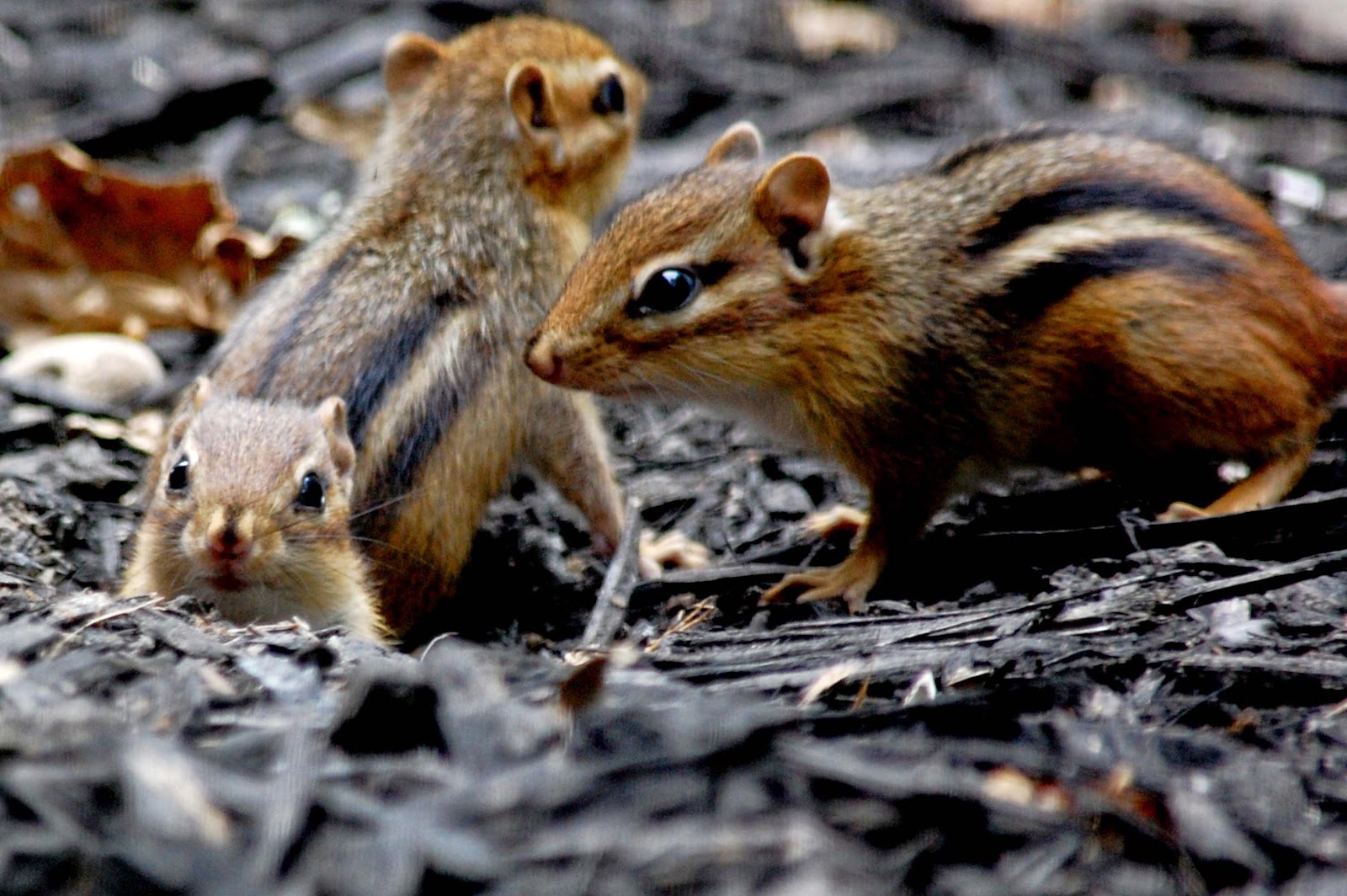 Sophia Z Photo: Young Chipmunks and Their Mom