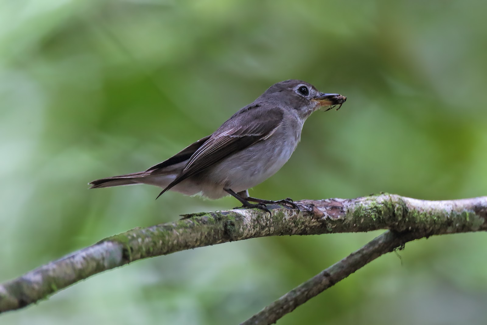 Courting display of the male Chestnut-naped Forktail