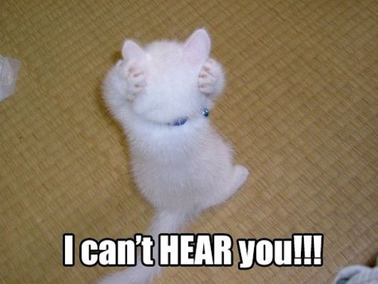 30 Funny animal captions - part 6 (30 pics) | Amazing Creatures