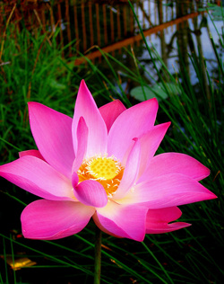 Jennifer Cooley: Exploring Mythology: Parable of the Lotus Eaters in ...