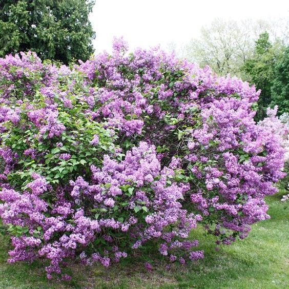 Um jardim para cuidar: O aroma inconfundivel dos lilases..