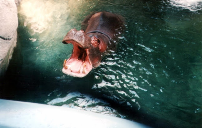 Bob's Home For Writing: Trunk Call - Sepia Saturday