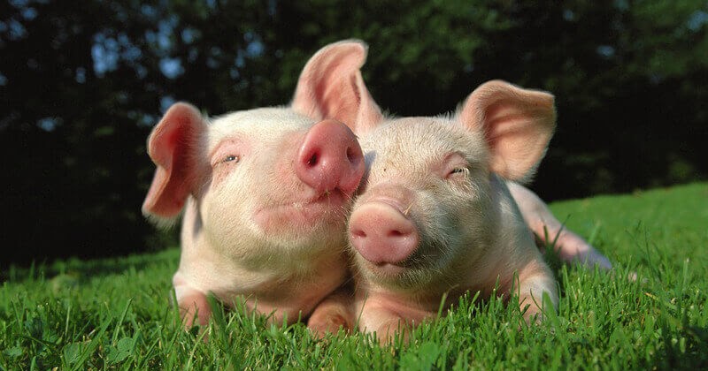 Image d'Animaux: Couple de cochons qui s'amusent entre eux sur l'herbe
