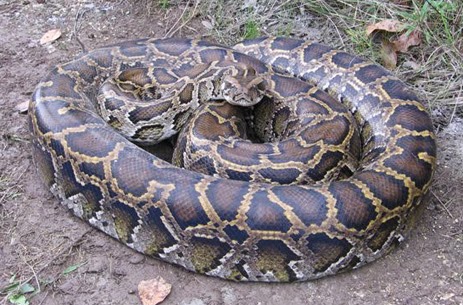 AVEEK- Blogs: Burmese Python