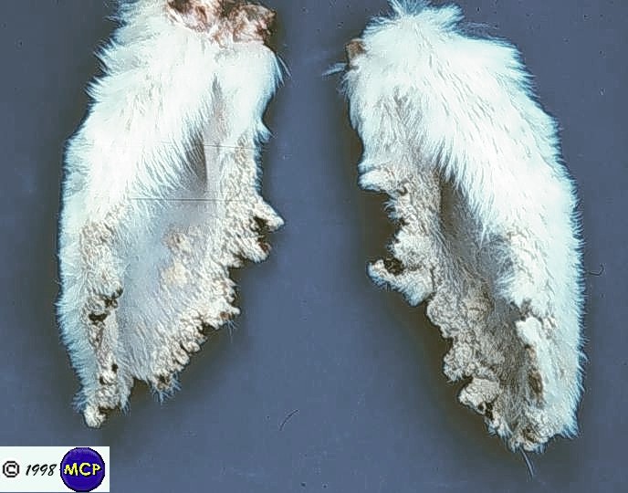 Conejos "El Orejano": Sanidad: SARNA EN CONEJOS