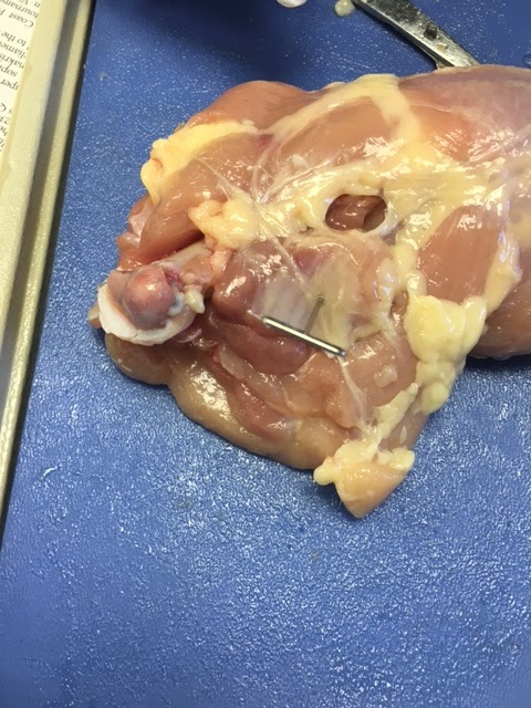 Anatomy and Physiology: Chicken Muscle Dissection Analysis