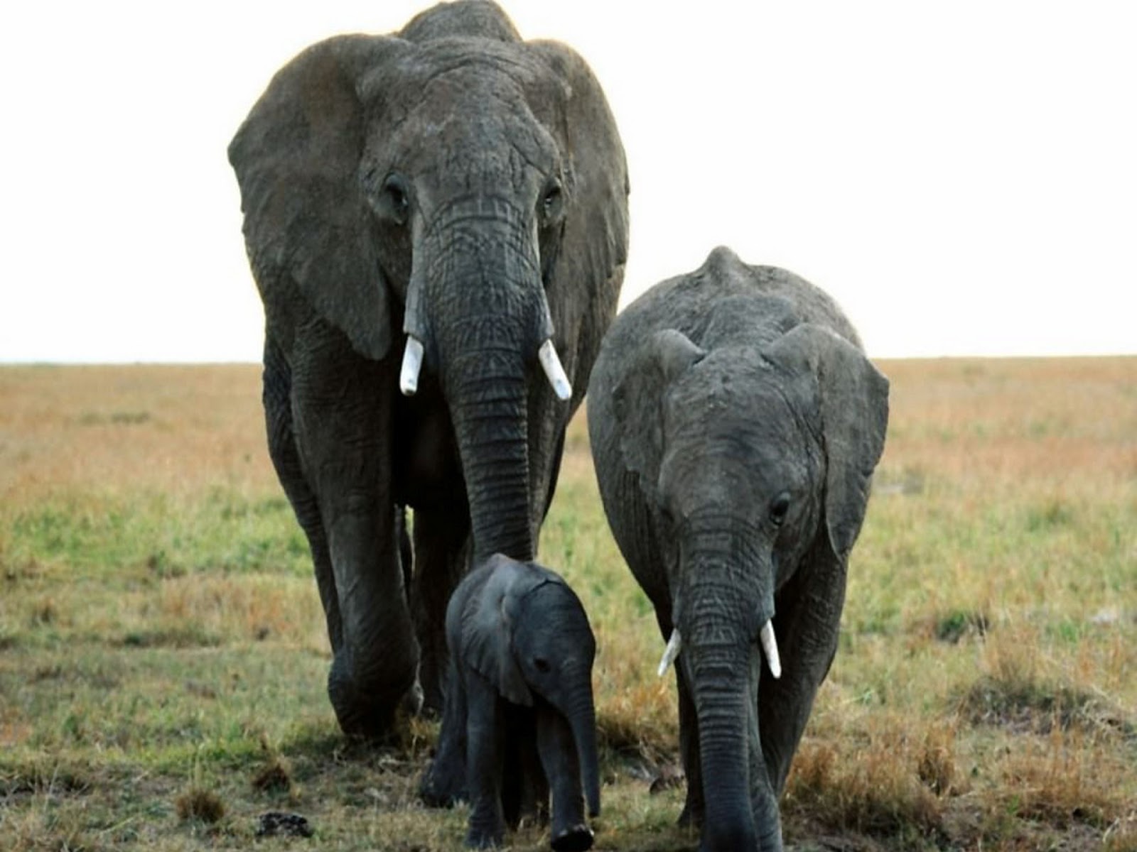 Elephants - High Quality Wallpapers