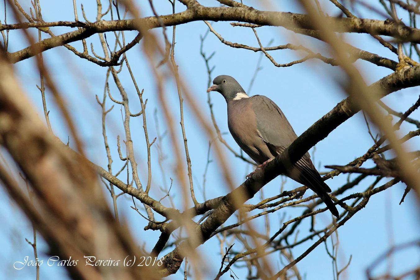 João Carlos Pereira Fotografia - Aves: Pombo Torcaz (Columba palumbus)
