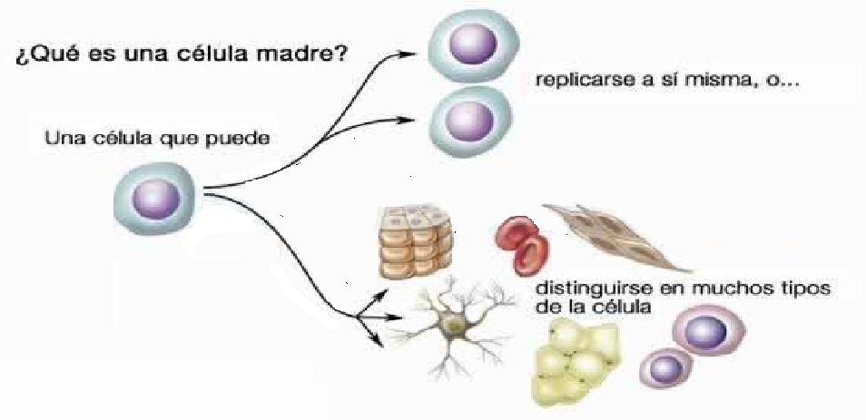 ERIKA ROJAS PORTILLA: LAS CÉLULAS MADRES