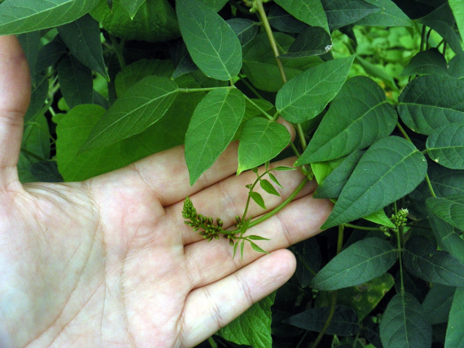Scirpidiella's Plants: Edible Groundnuts (Apios sp.div.)