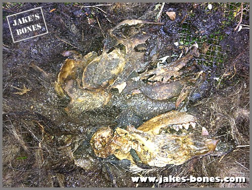 Rescuing the badger body after the storm : Jake's Bones