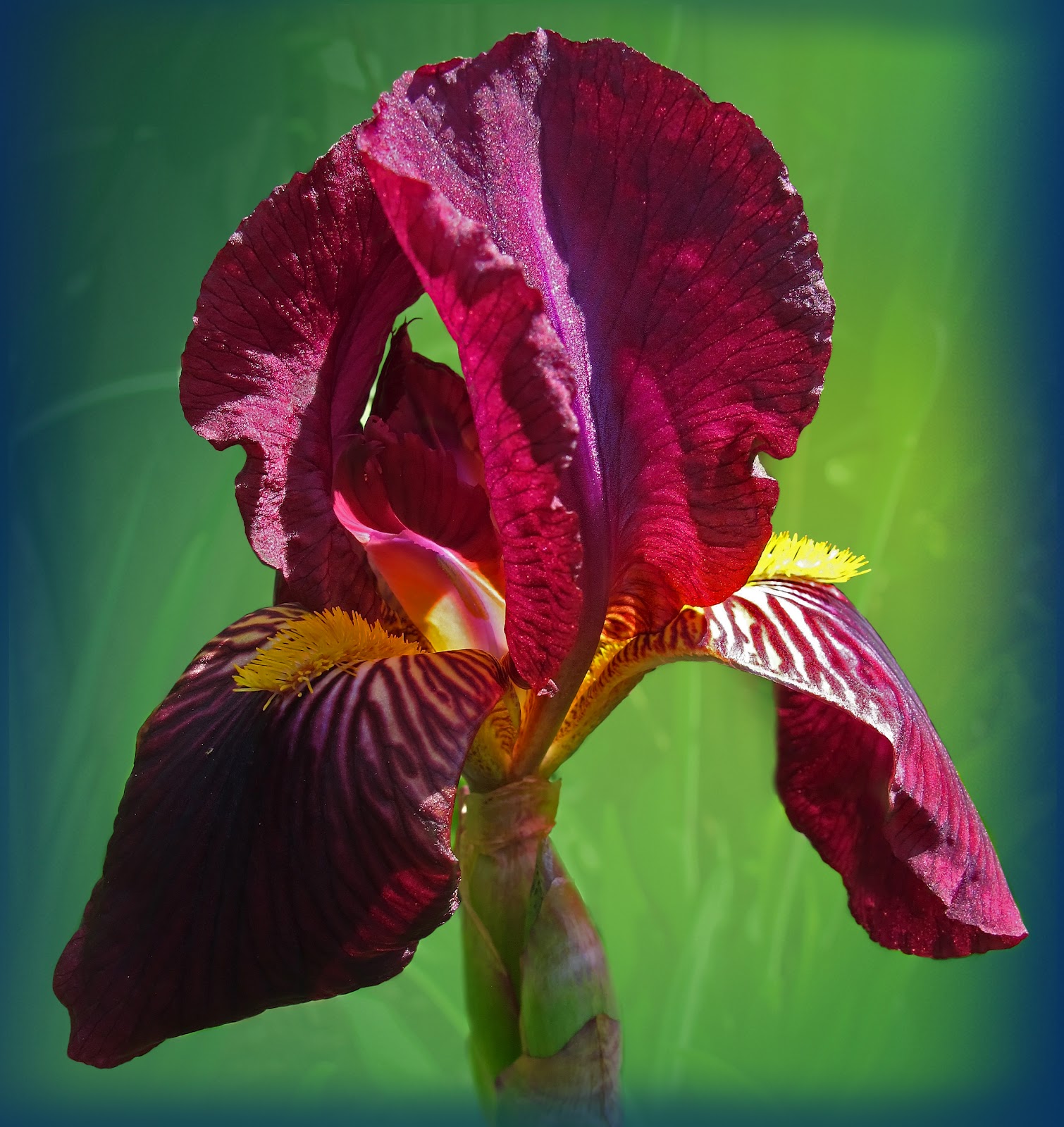 Chronicles of Whimsy: Iris of Whimsy