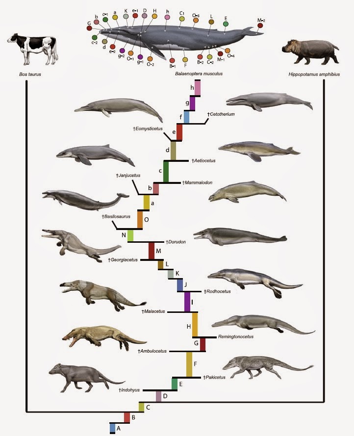 The Coastal Paleontologist, atlantic edition: 2013 in review: Advances ...