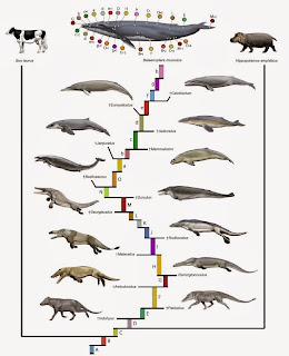 The Coastal Paleontologist, atlantic edition: 2013 in review: Advances ...