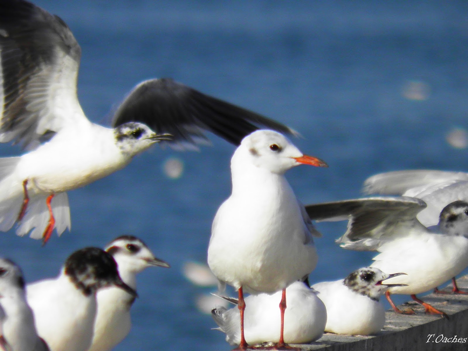 PASARI DIN ROMANIA: PESCARUSUL RAZATOR, Chroicocephalus ridibundus