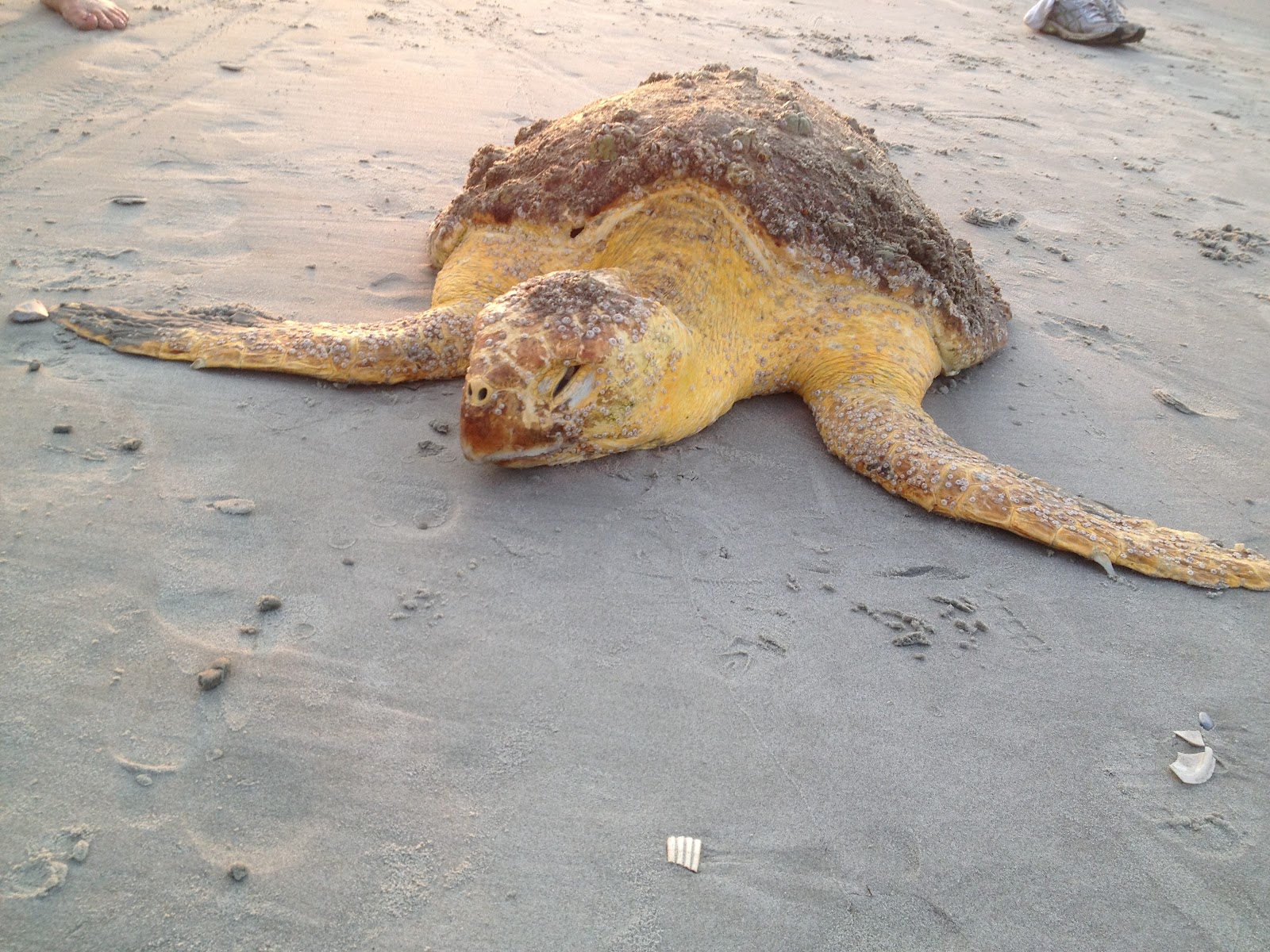 NORTH MYRTLE BEACH SEA TURTLE PATROL: Stranded Turtle-Saturday Morning