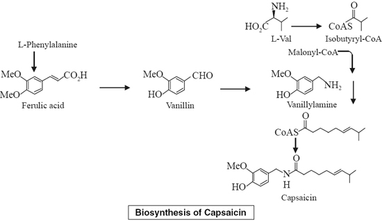 Capsaicin-Synonyms Axsain; Mioton; Zostrix-Capsicum annum