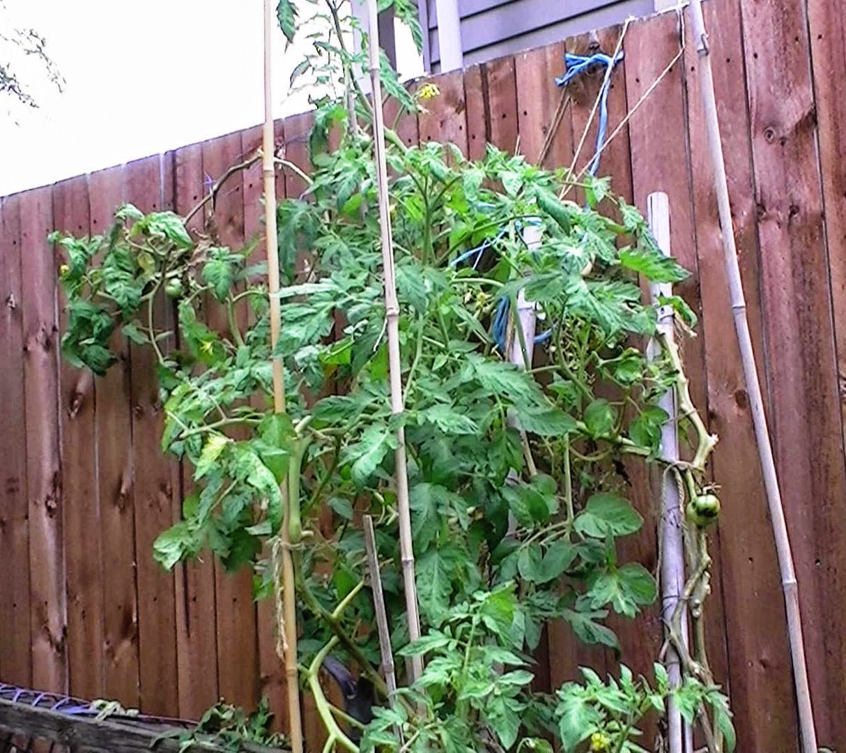 Vegetable Garden for the World: Italian Tree Tomato-Episode 2