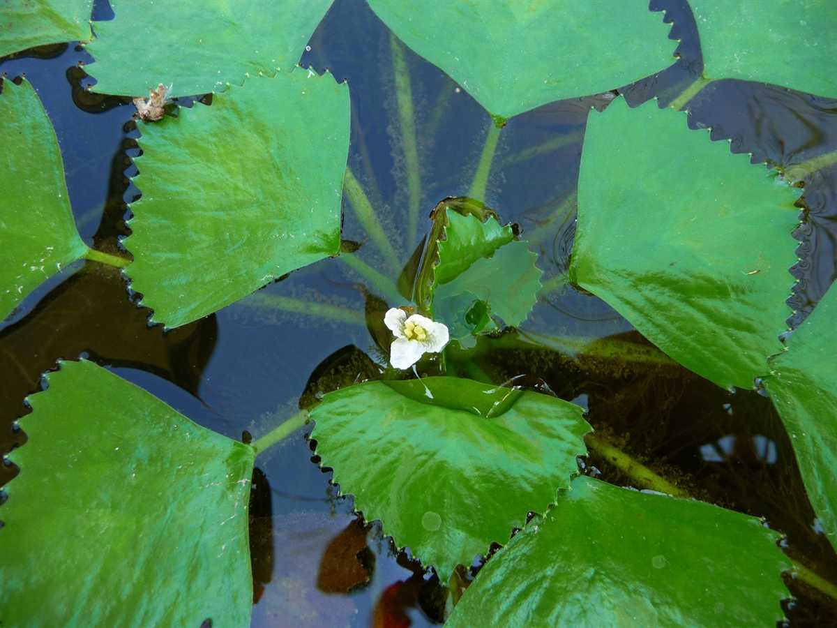 r o b i n 's y a r d: Trapa natans