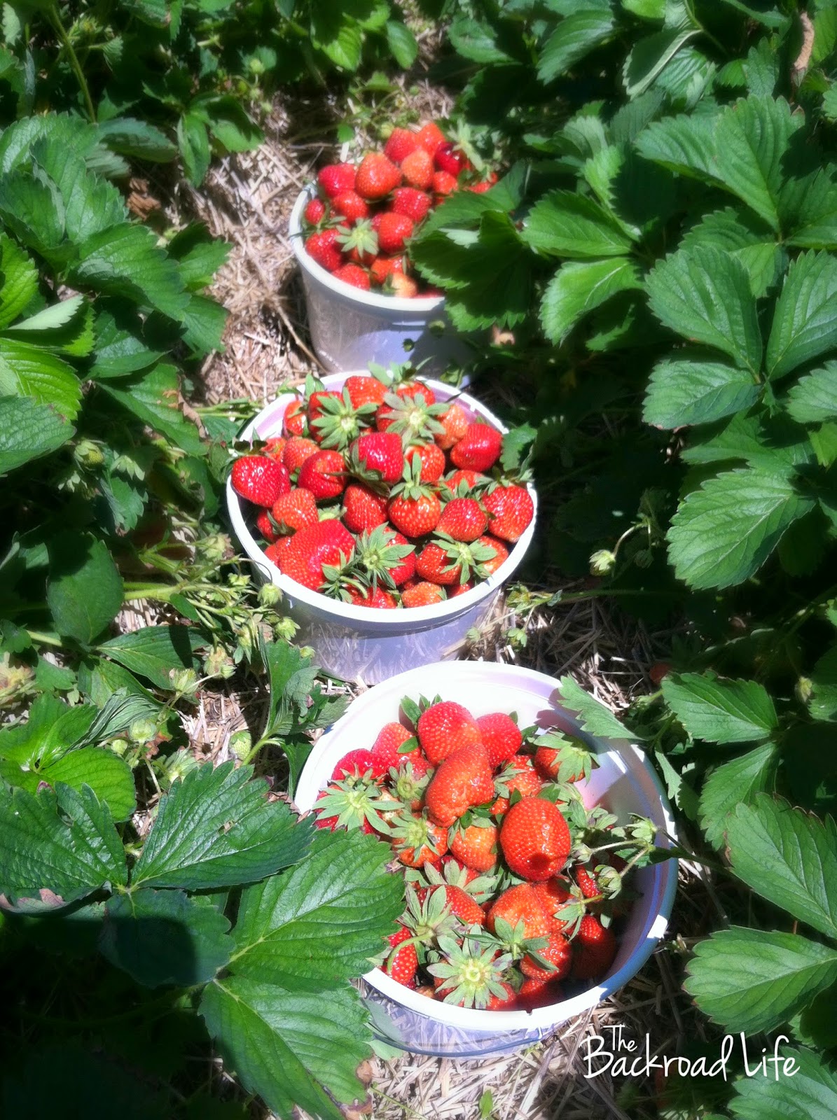 The Backroad Life: Strawberry Picking Tips
