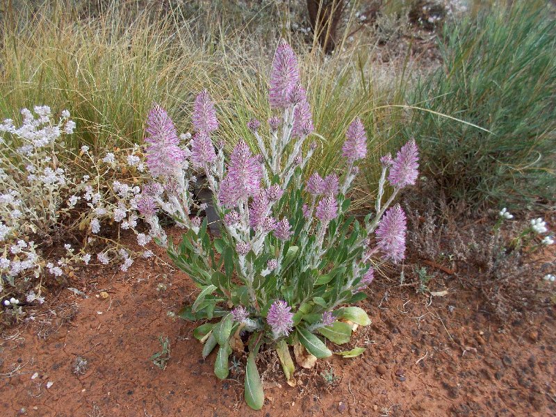 Inland Safaris: August 2013