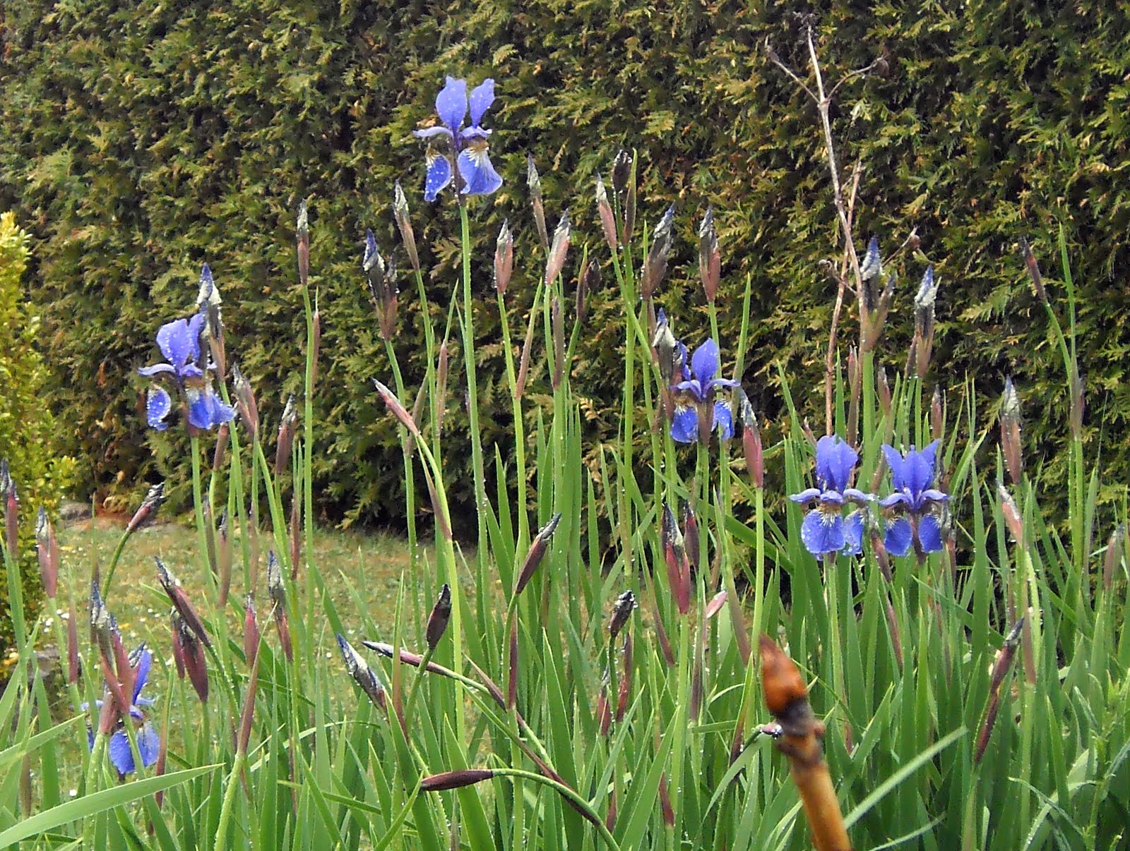 Patchwork-blomsten: Endnu en pause :o(