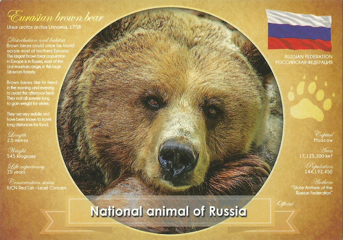 NINU POSTCARDS: Eurasian brown bear, national animal of Russia
