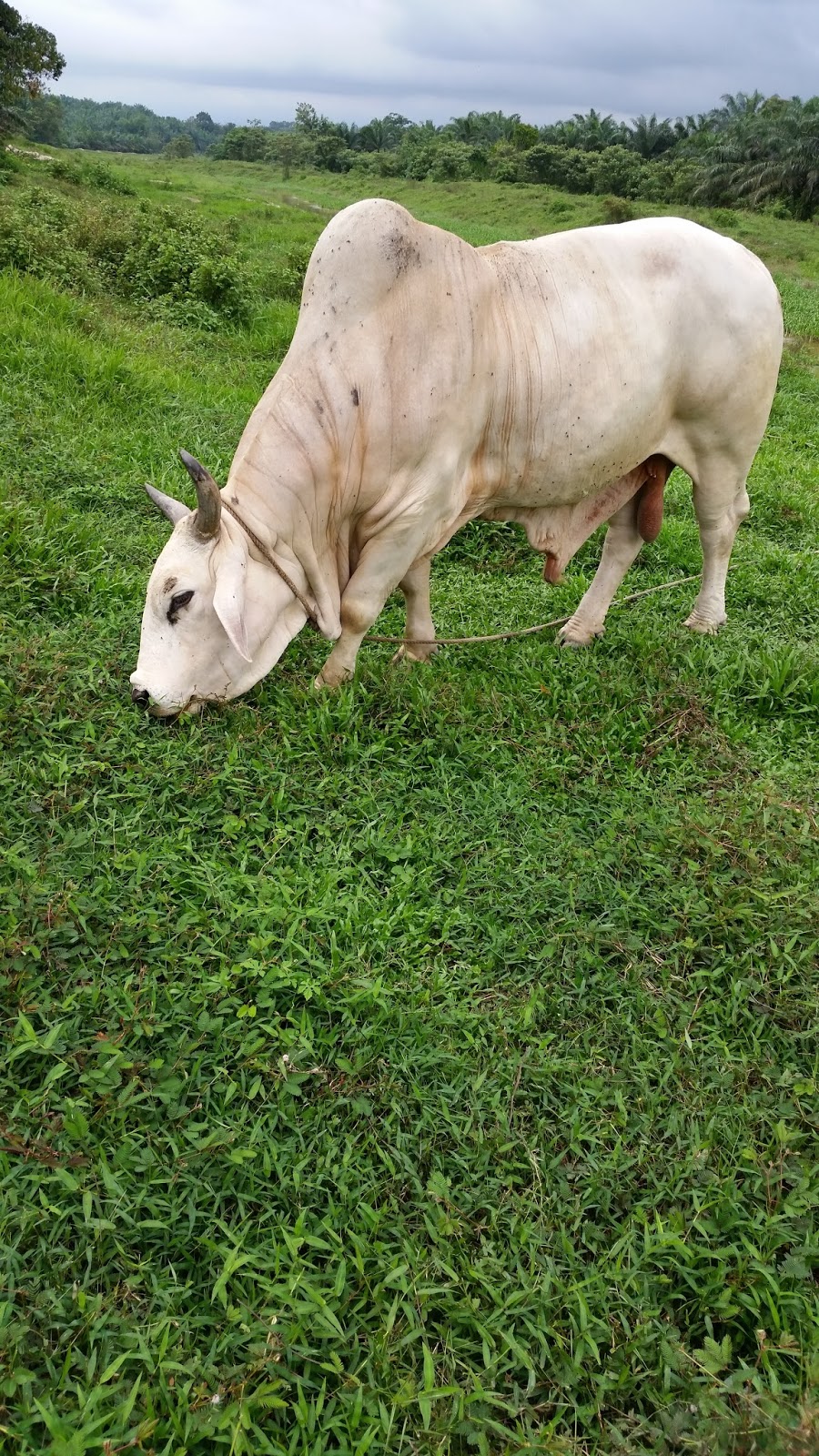 Warisan Petani: Ternakan Lembu 4