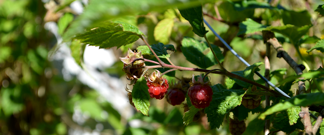 Aunt Debbi's Recipes