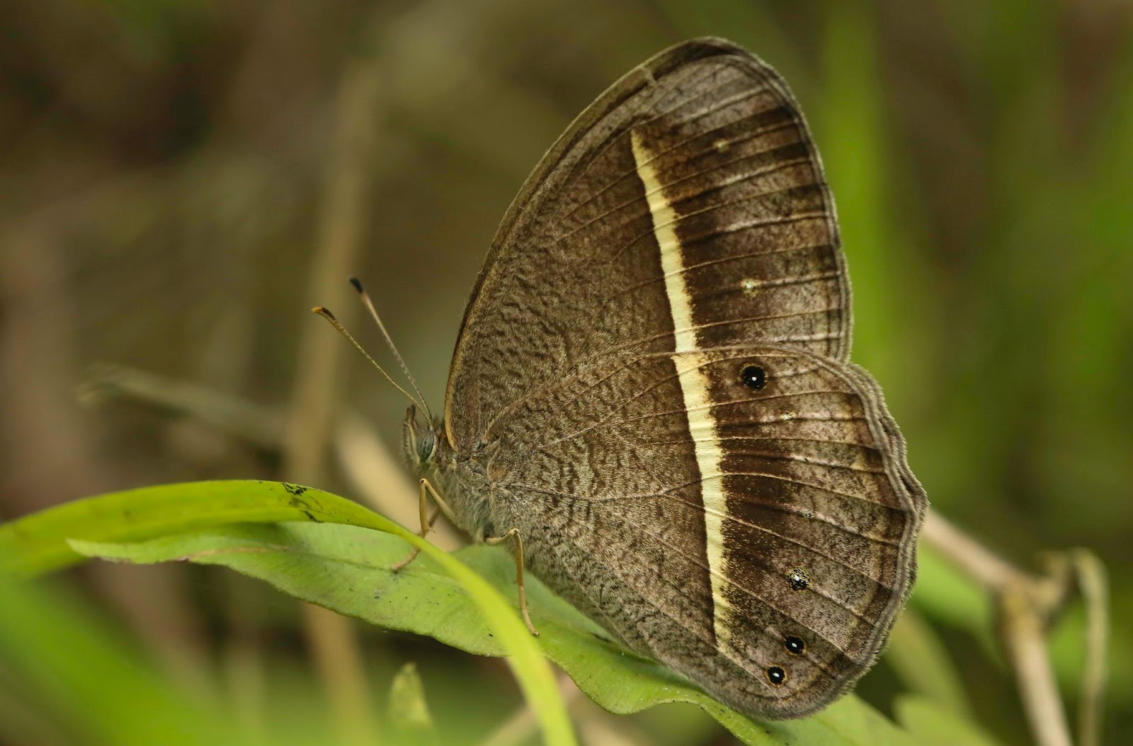Butterflies of Vietnam: 255. Heteropsis malsara (The White-line Bushbrown)