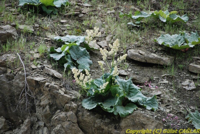 Türkiye'nin Yabani Bitkileri - Wild Flowers in Turkey: Rheum ribes L ...