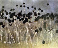 Reino de los Hongos: REINO FUNGI