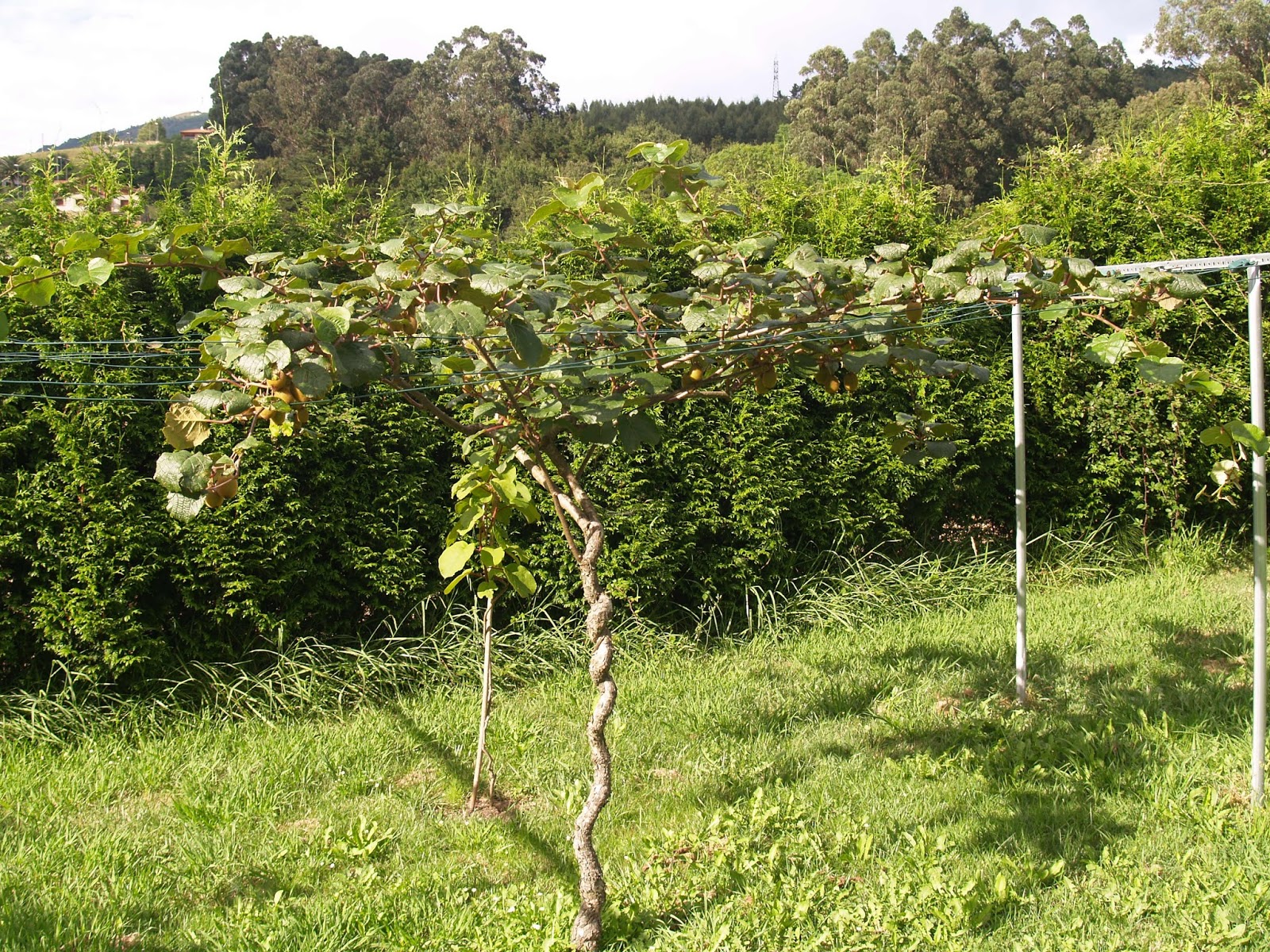 Easy Garden Jardinería: Kiwi, Kiwifruit