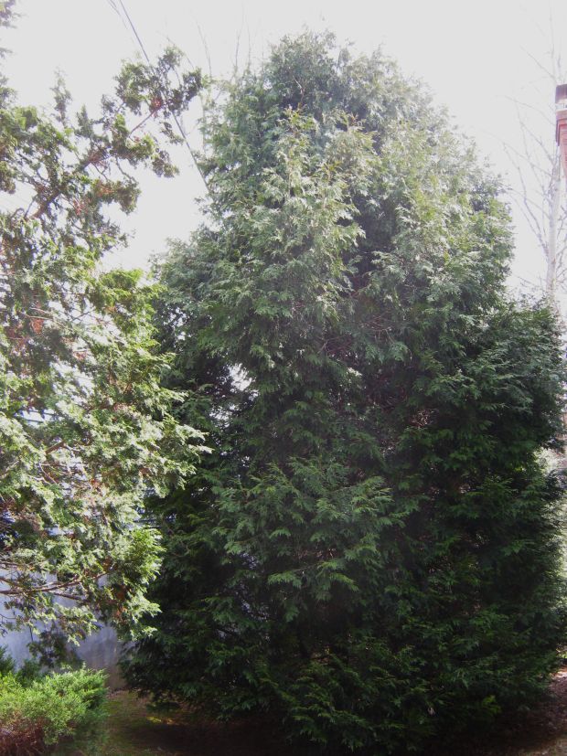 Future Plants by Randy Stewart: Thuja - Arborvitaes