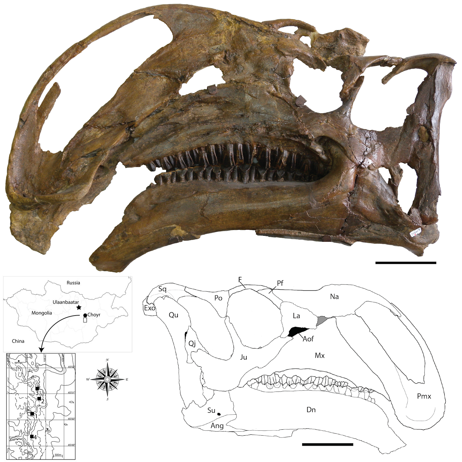 Species New to Science: [Paleontology • 2018] Choyrodon barsboldi • A ...