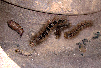 Naturalist's World - Dr Abe V Rotor : Beware of the Higad!