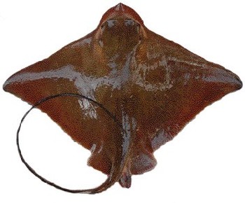 RAIA SAPO (Myliobatis goodei)