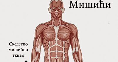 Цртеж : МИШИЋИ