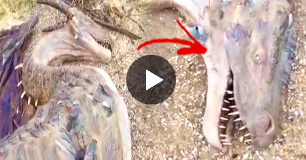 SHOCKING! Dead Body Of A Real Life Dragon Captured In This Video! MUST ...