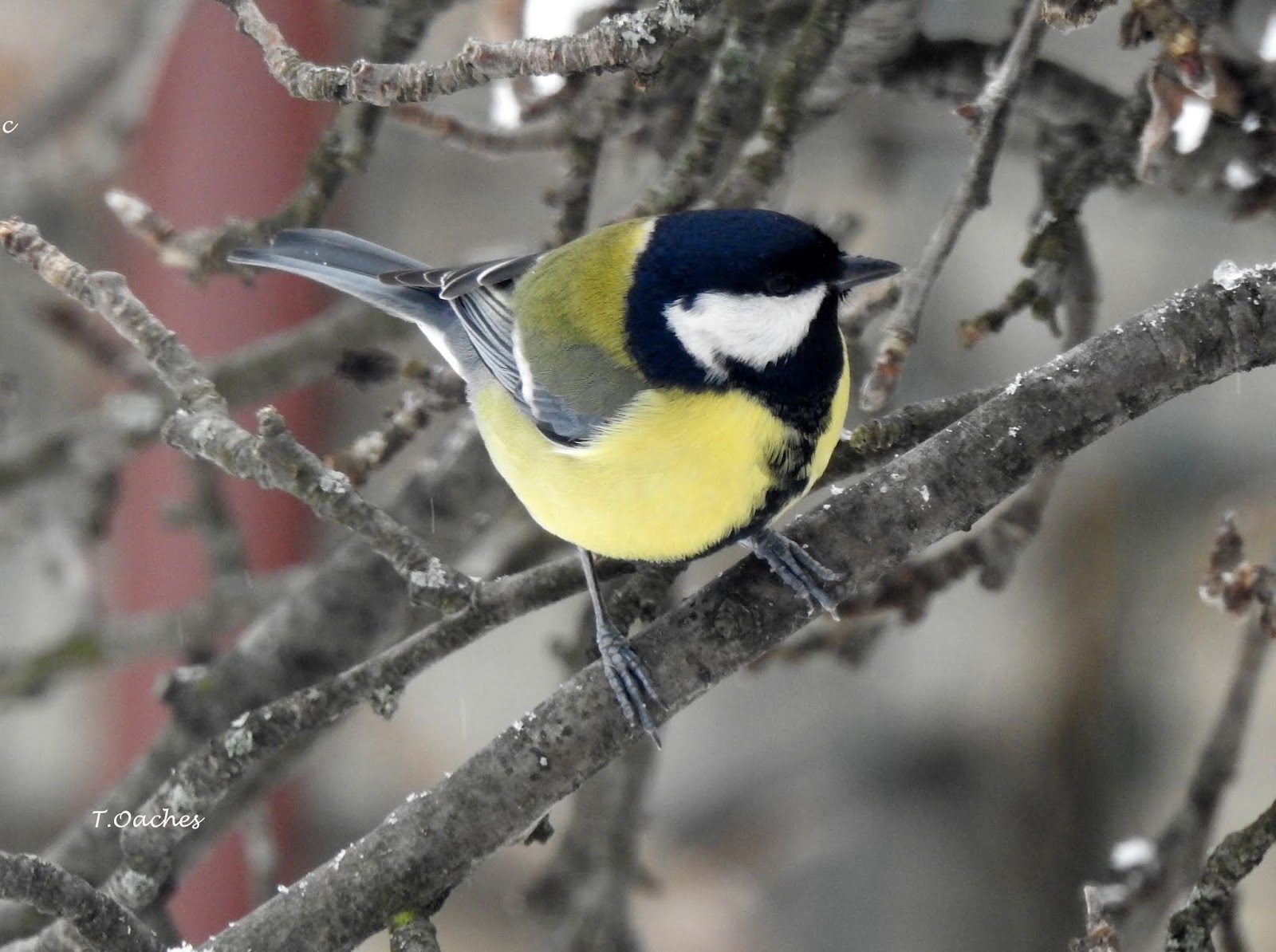 PASARI DIN ROMANIA: PITIGOI MARE, Parus major