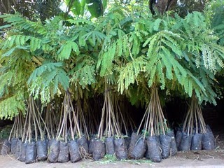 Batai - Albizzia falcata Backer